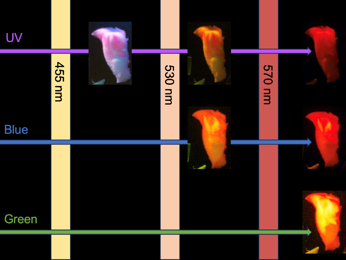 Characterization of Nile Red-Stained Microplastics through Fluorescence Spectroscopy[v1 ...
