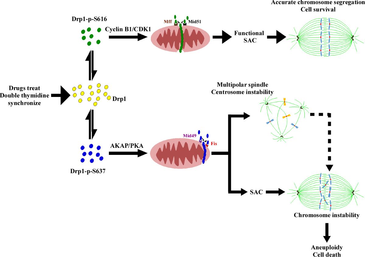 The Phospho-Drp1-637/Fis1/Mid49 Cluster Modulates Mitochondrial ...
