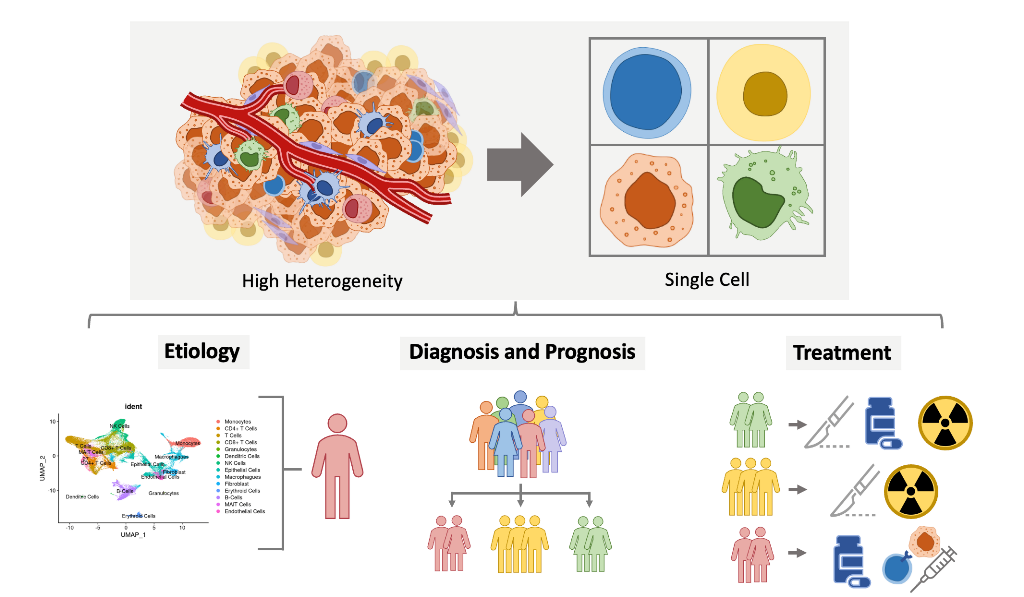 Unravelling the Complexity of HNSCC through Single-Cell Transcriptomics ...