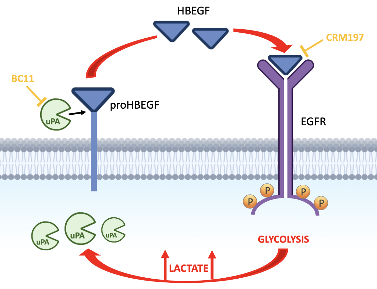Lactate-Induced HBEGF Shedding and EGFR Activation: Paving the Way to a ...