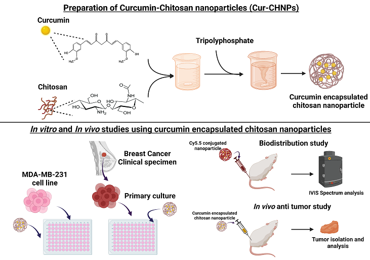 Chitosan Nanoparticle-Mediated Targeted Delivery of Curcumin ...