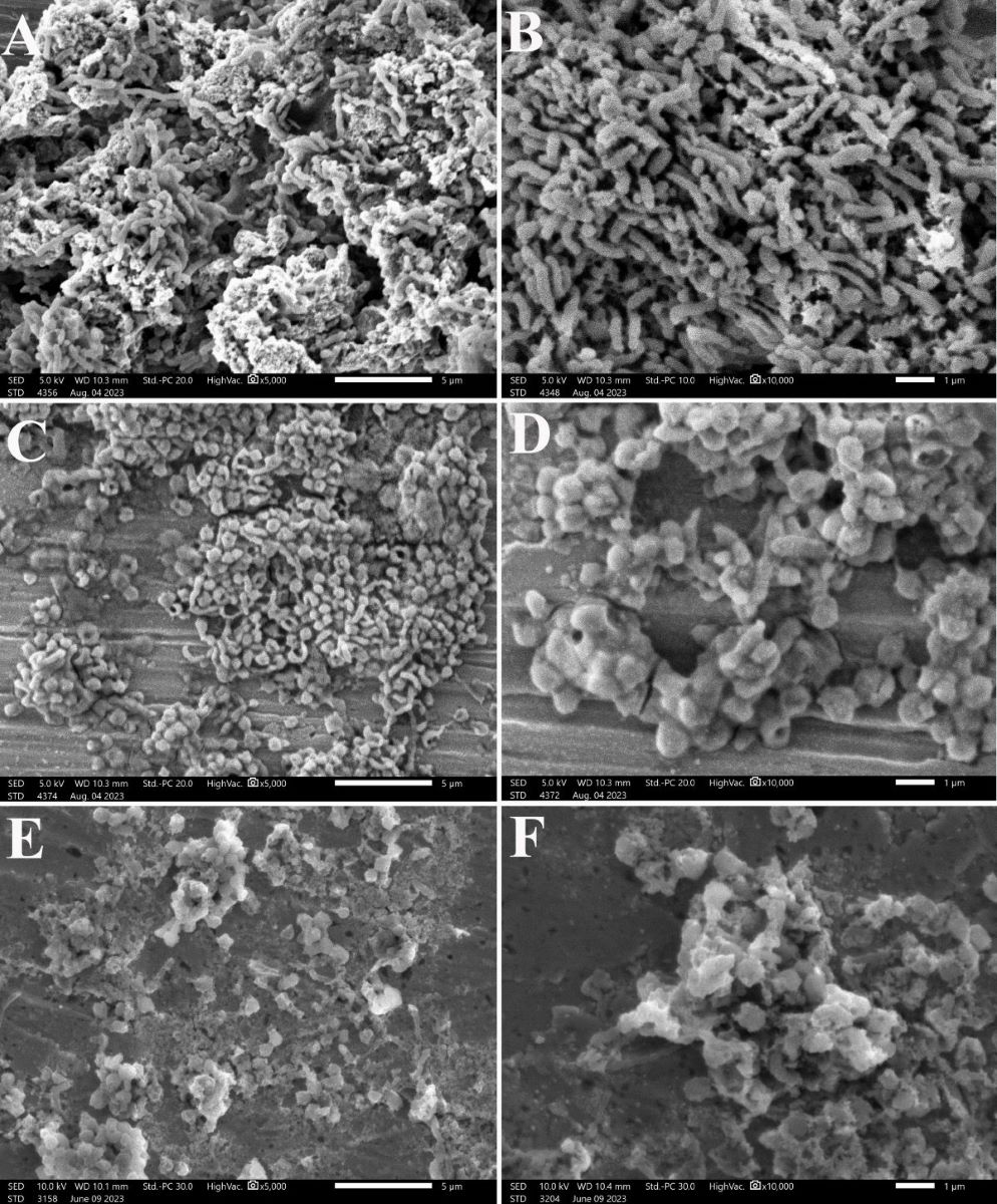 Phytochemical Composition, Antioxidant, Anti-Helicobacter pylori, and ...