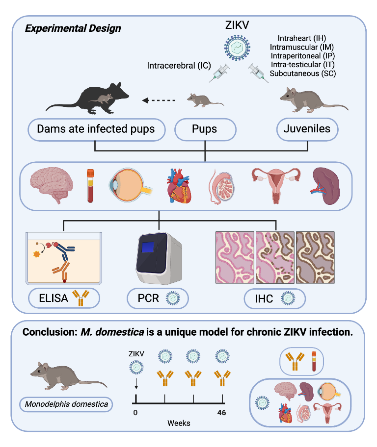 The Laboratory Opossum (Monodelphis domestica) Is a Unique Model for ...