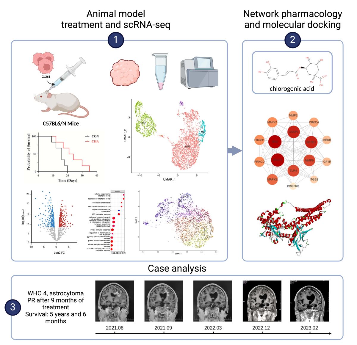 ScRNA-seq Unveils the Functional Characteristics of Glioma-Associated ...
