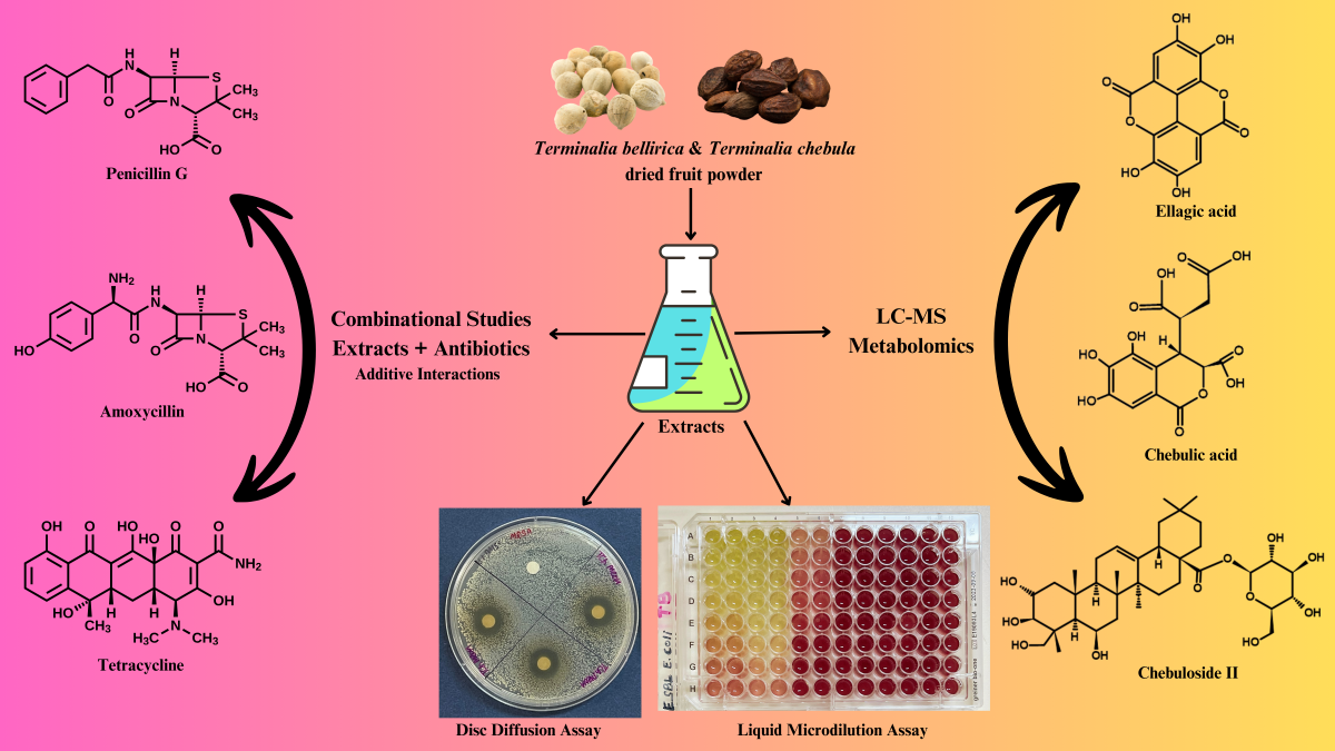 Combinations of Terminalia bellirica (Gaertn.) Roxb. and Terminalia ...