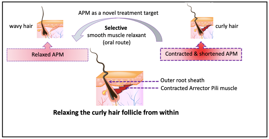 Curly Hair Follicle is Sculpted by a Contracted Arrector Pili Muscle. A ...