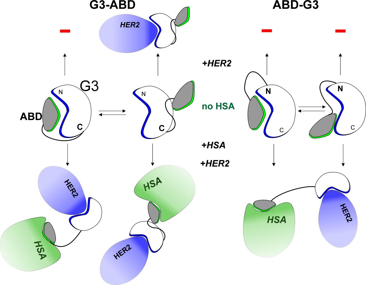 Structural Basis of the Activity of HER2-Targeting Construct Composed ...