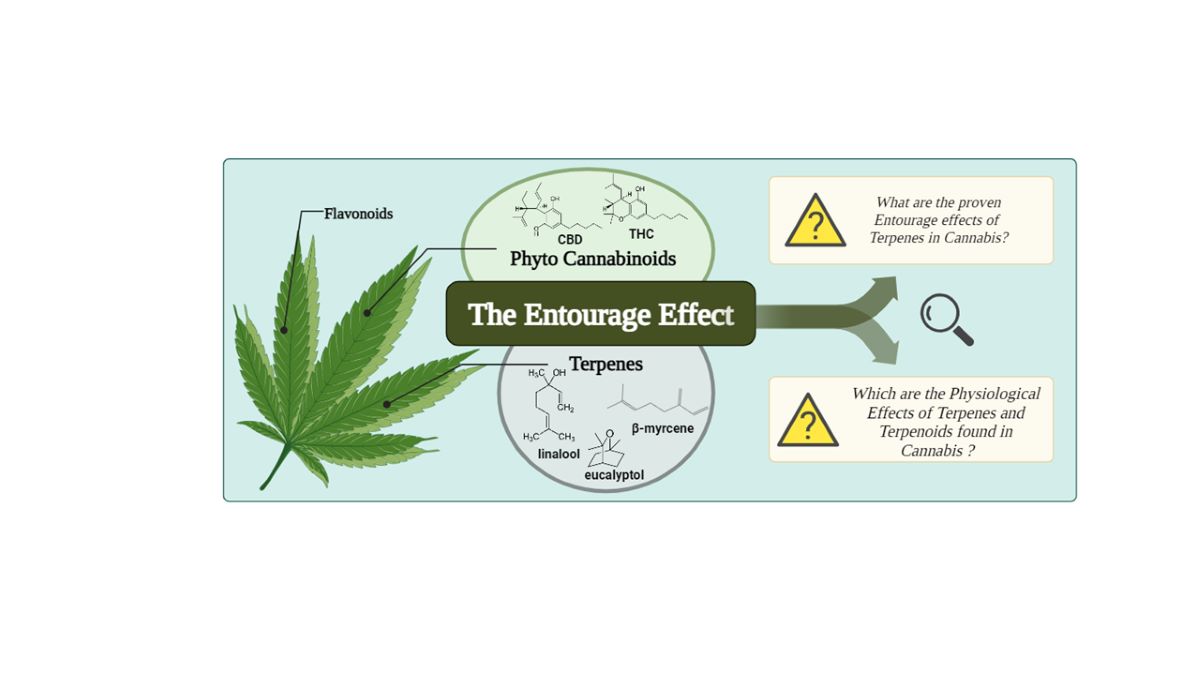The Entourage Effect in Cannabis Medicinal Products: A Comprehensive ...