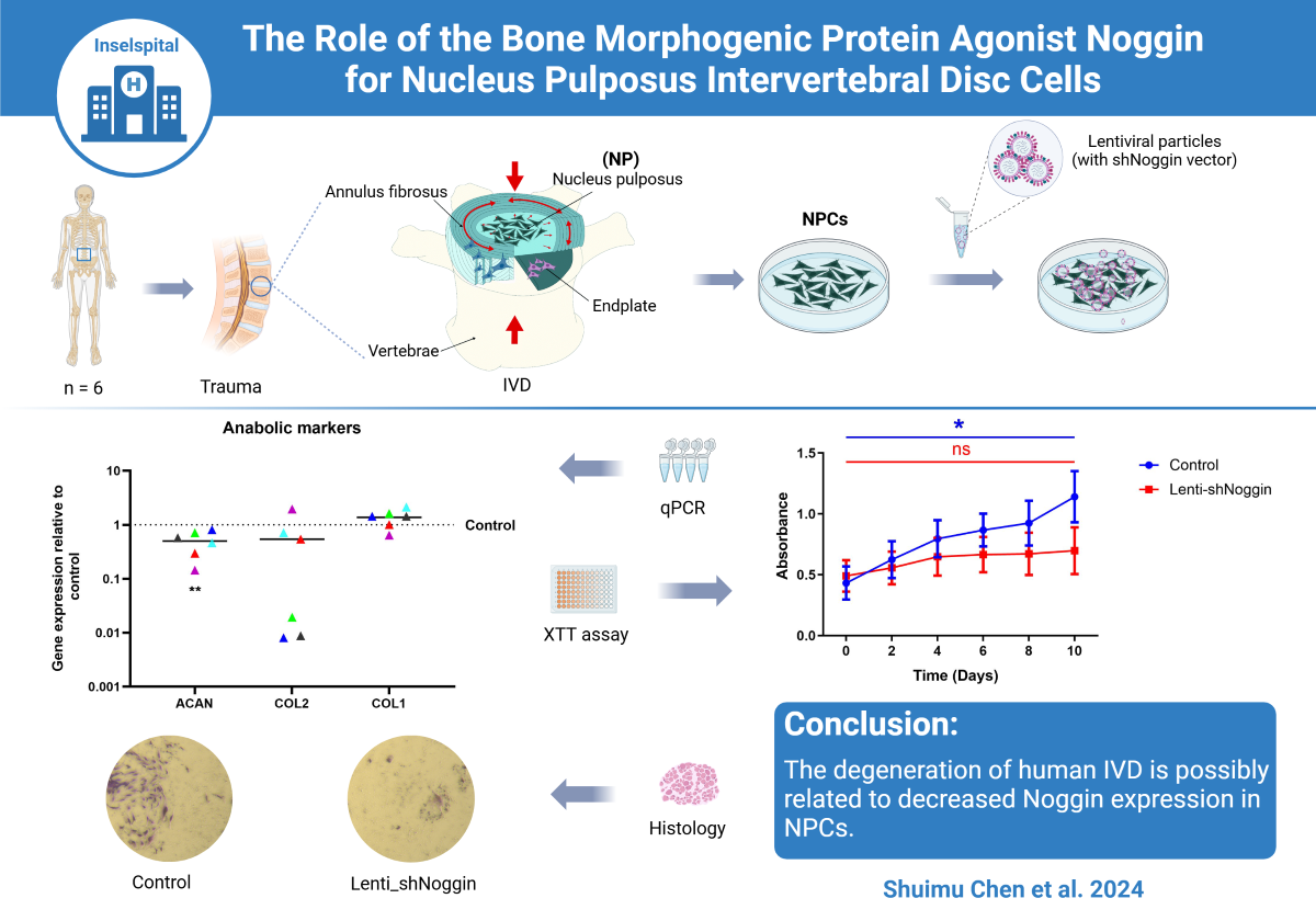 The Role of the Bone Morphogenic Protein Agonist Noggin for Nucleus ...