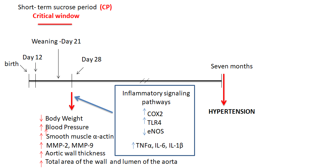 The Ingestion of High Sucrose during a Critical Period of Development ...