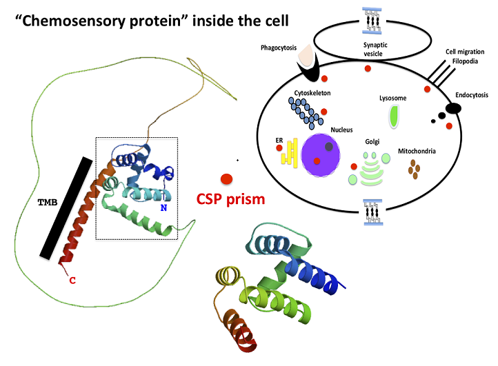 Renaming the ‘OS-D/CSP’ Family: ‘Lipoid-Binding Proteins’—Molecular ...