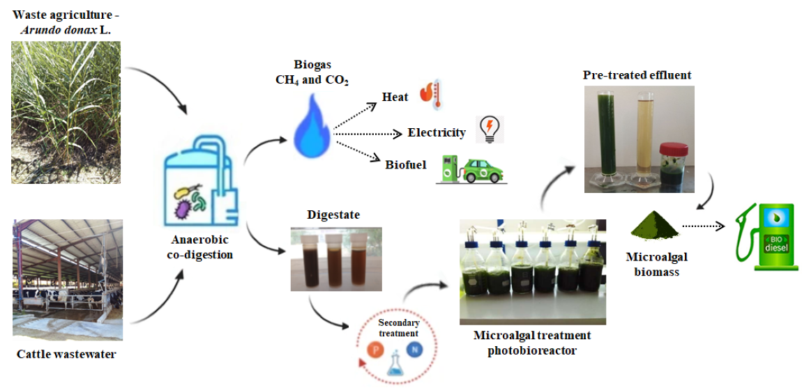 Valorization and Bioremediation of Digestate from Anaerobic Co-Digestion of Giant Reed (Arundo ...