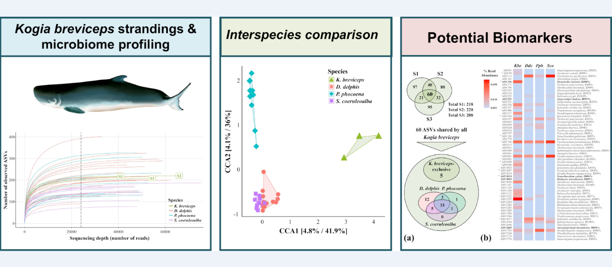 First insights into the microbiota within the oral cavity of the pygmy ...