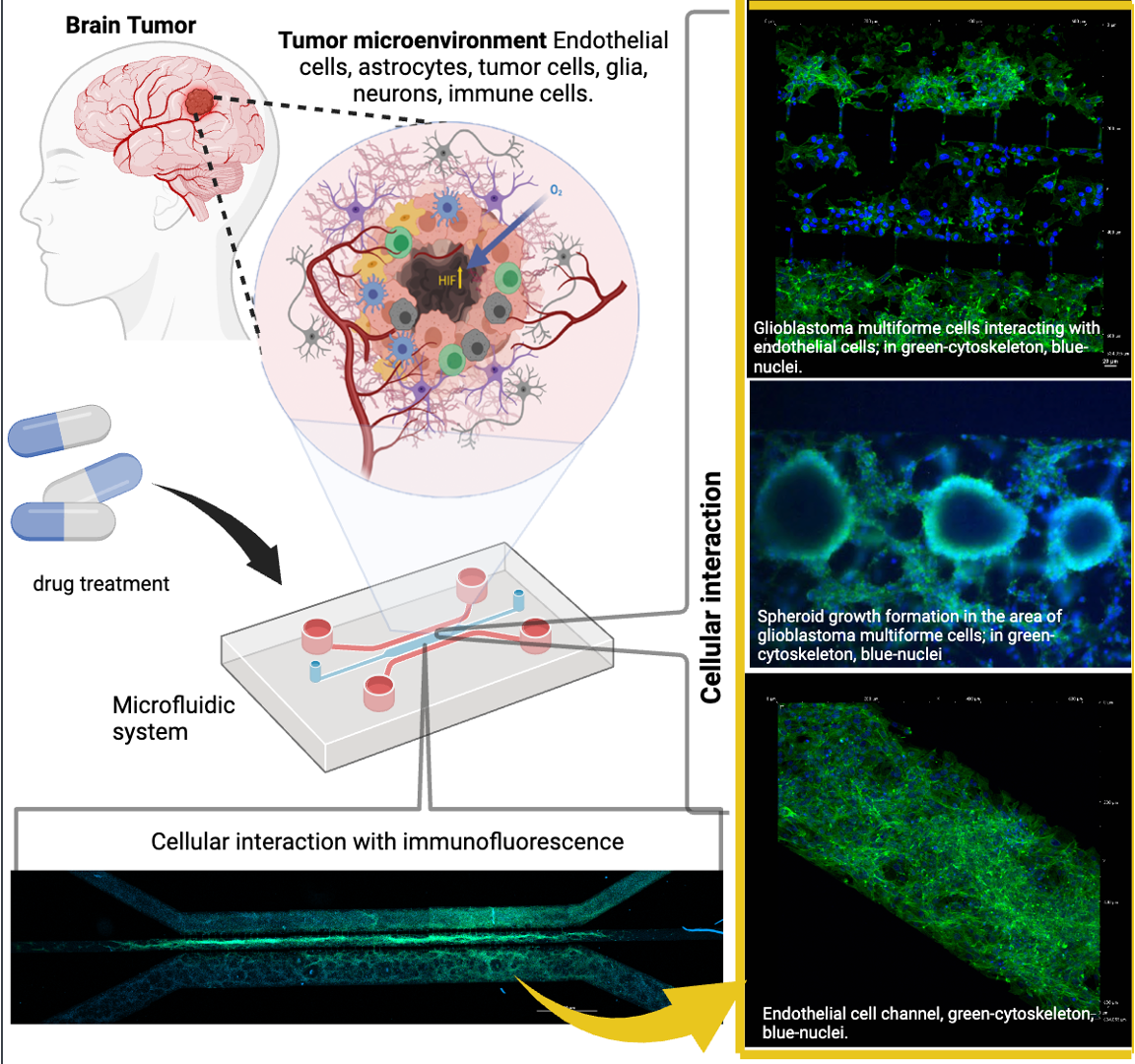 A Versatile Microfluidic Device System that Lacks a Synthetic ...