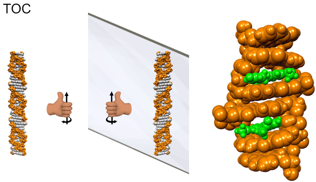 Mirror-Image RNA: A Right-Handed Z-Form RNA and Its Ligand Complex[v1 ...