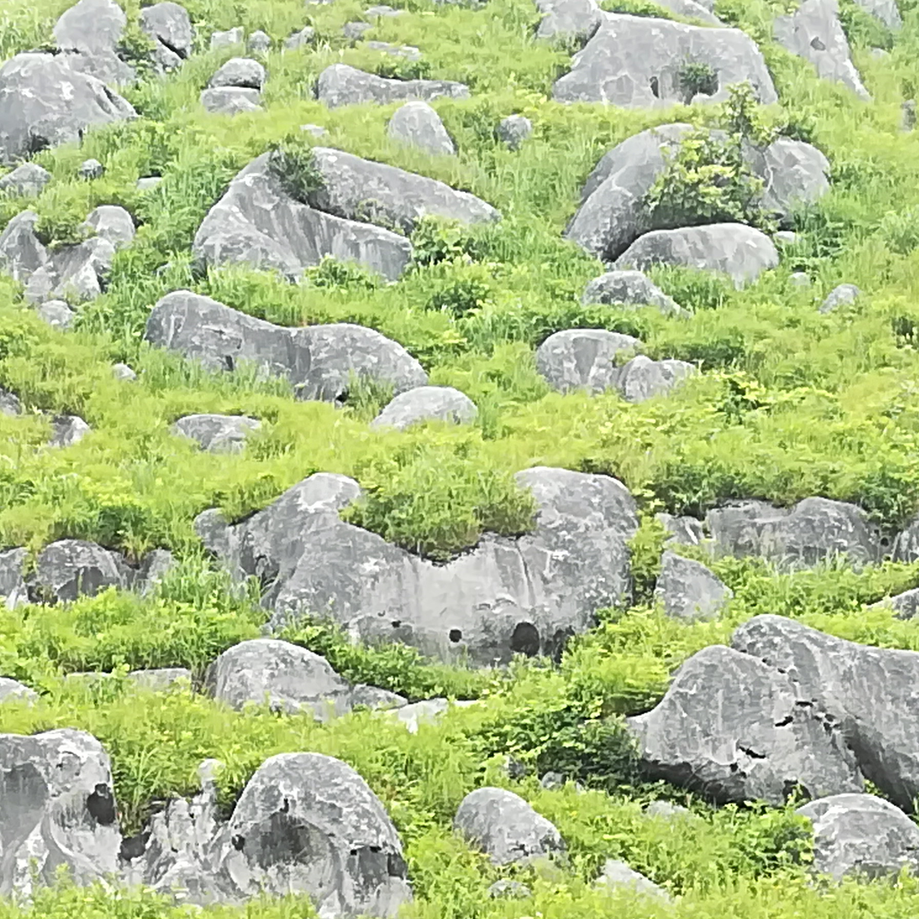 Data-Driven Automated Detection of Autism Spectrum Disorder Using ...